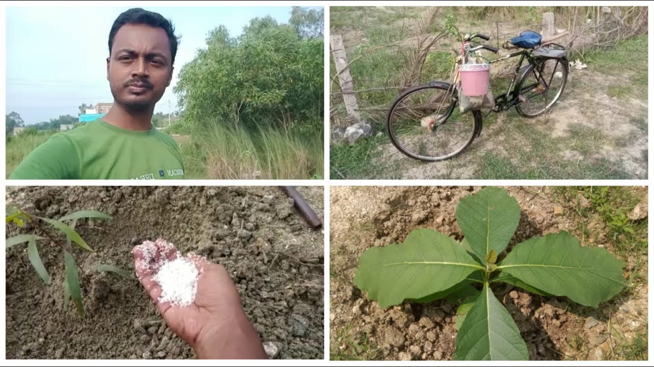 Segun o Sonajhuri gach er porichorja - YouTube