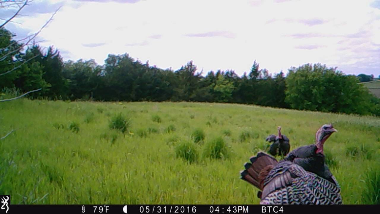 Tom turkeys. - YouTube