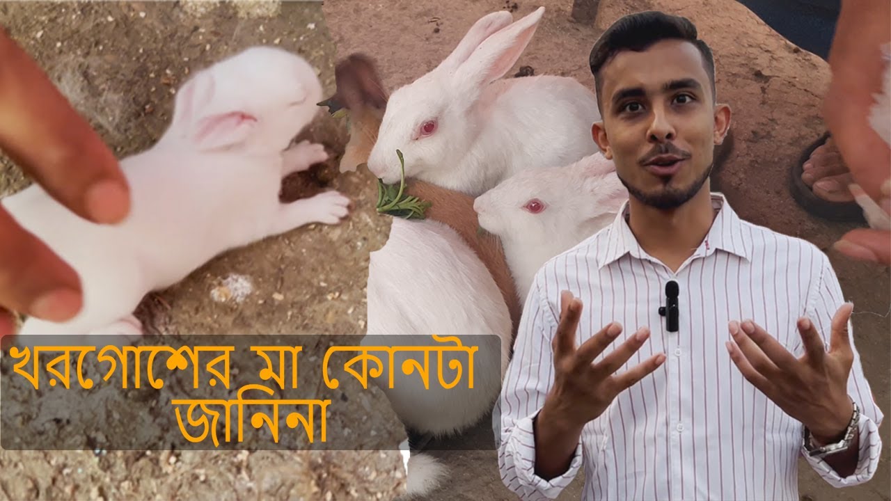 খরগোশগুলার মা কোনটা জানিনা। ছাদে নতুন কবুতর। ঘুঘুর বাচ্চা। Onik with pets #pets #petvlog # ...