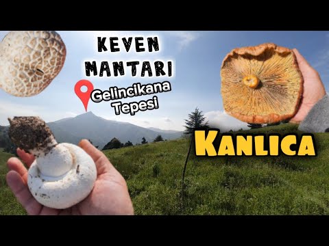 Keven Mantarı, Bu Mevsimde Kanlıca Mantarı Bulduk
