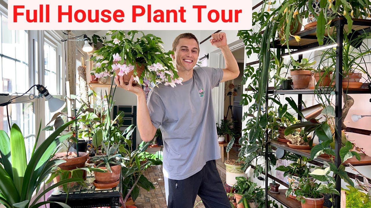 House Plant Tour - Over 100 Different Plants in my Home - 2023 - YouTube