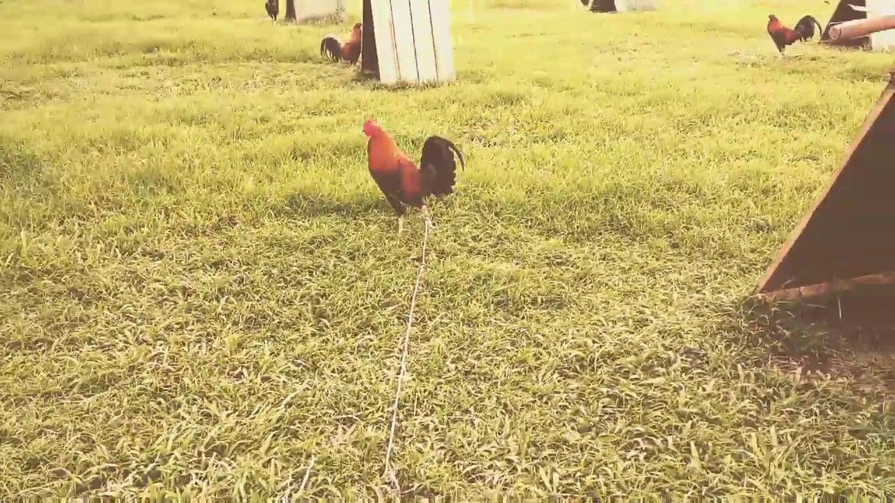 Beauty Kelso In Cording Area Han Gamefarm - American fowl/ Indonesian ...