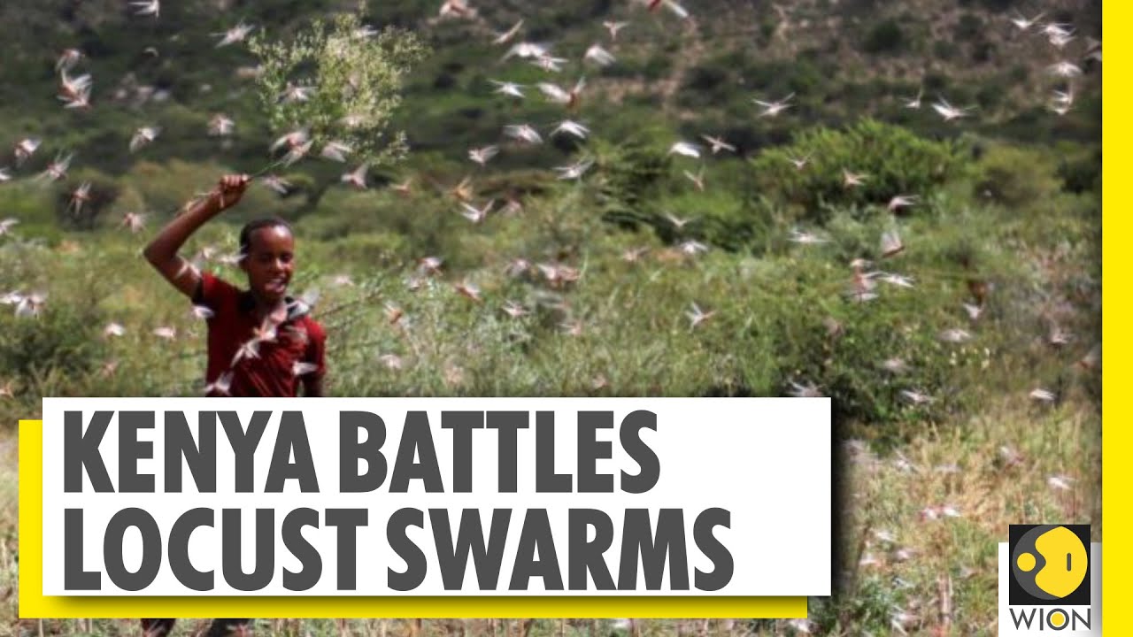 Locust swarms ravage crops in Kenya | Can worsen food crisis | World ...