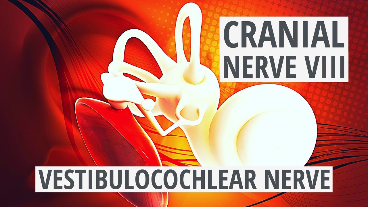 Cranial Nerve VIII - Vestibulocochlear Nerve - YouTube