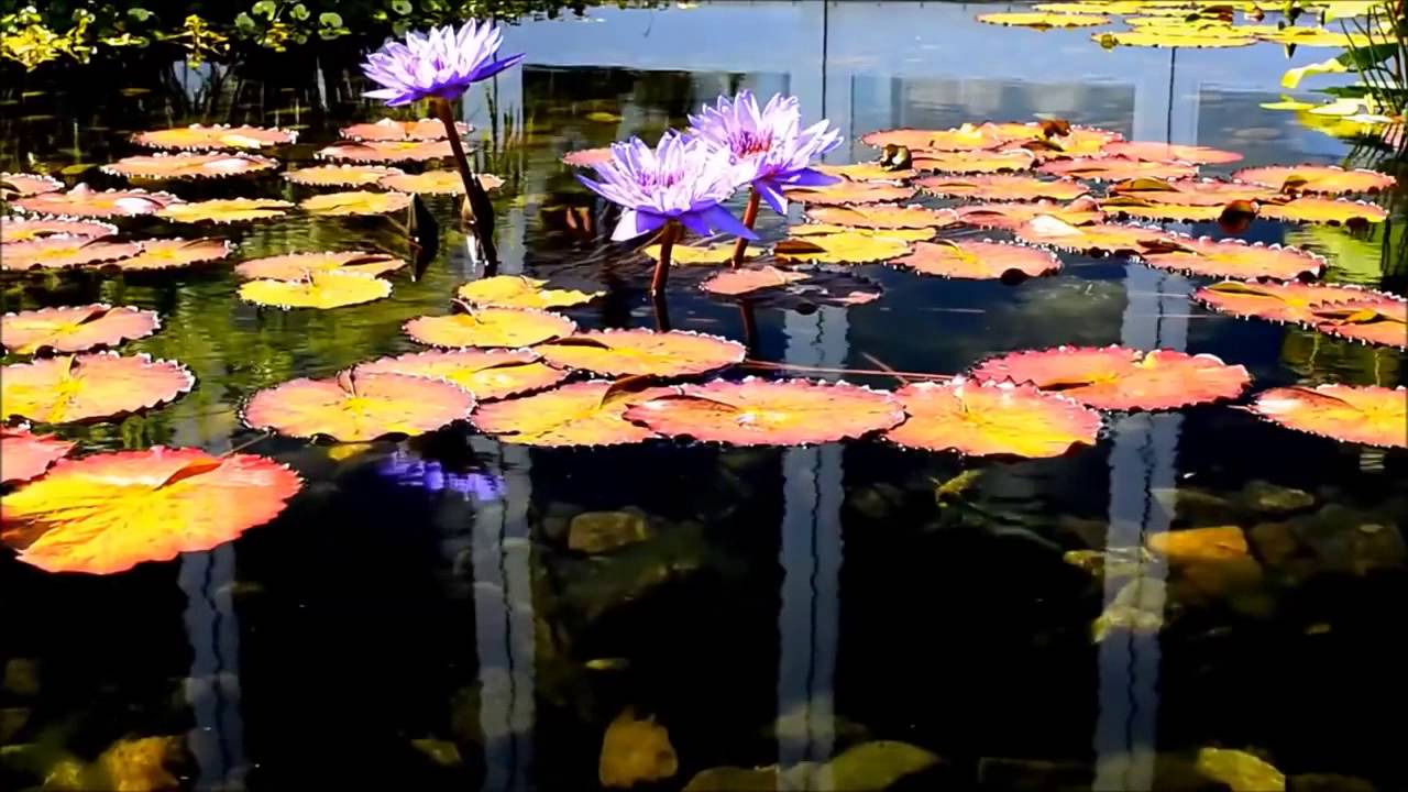 Beautiful Flowers Lotus Flower Water Fountain 1080HD - YouTube