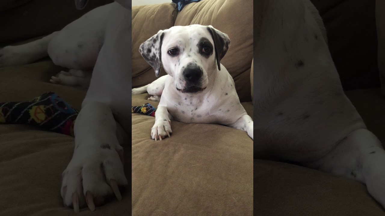 Lex the rescue dog talking to Tyler - YouTube