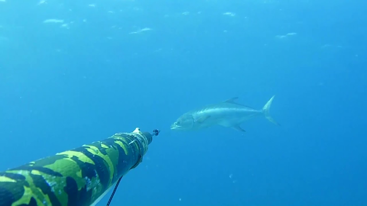 Pesca Sub - Leccia 21kg - Spearfishing - Big Fish - - YouTube