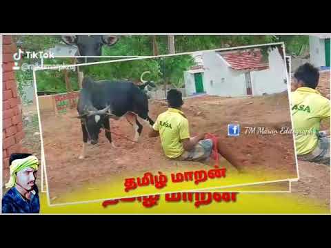 My bro Kannan & Tamil maran jallikattu kalai - YouTube