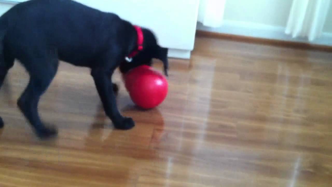 Frustrated 12 Weeks Old Black Lab - YouTube
