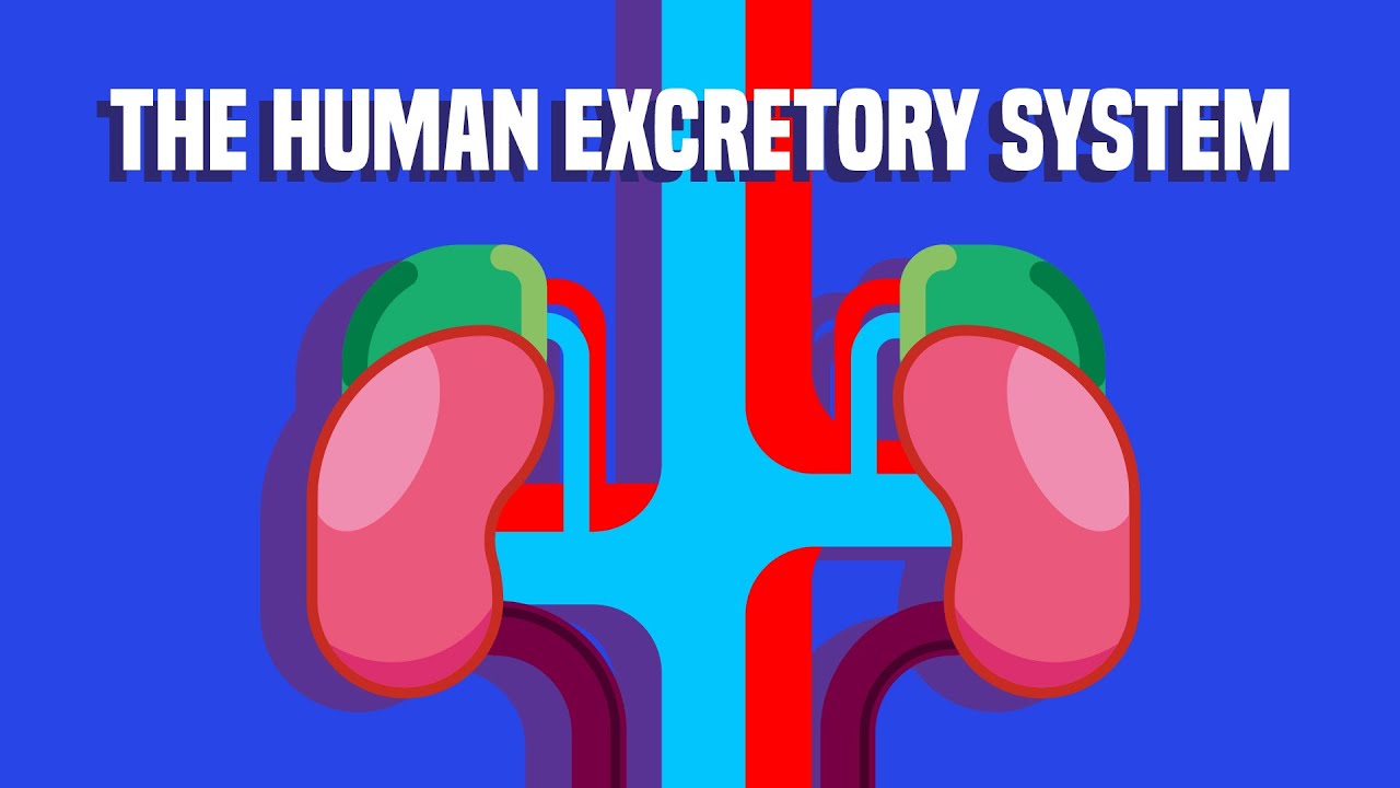 The COMPLEX Structure in Our Urinary System | Biology - YouTube