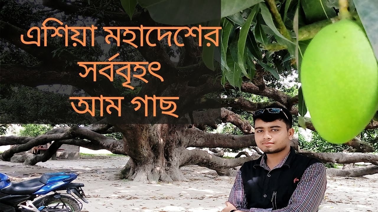 এশিয়া মহাদেশের সর্ববৃহৎ আম গাছ || Big Mango Tree, Baliadangi ...