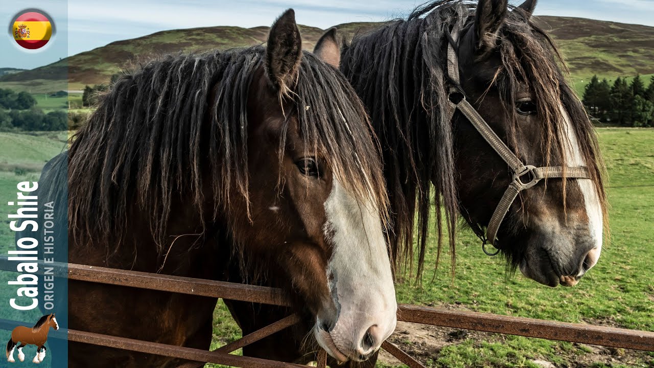 Caballo Shire, los caballos más altos del mundo, Origen de las raças ...