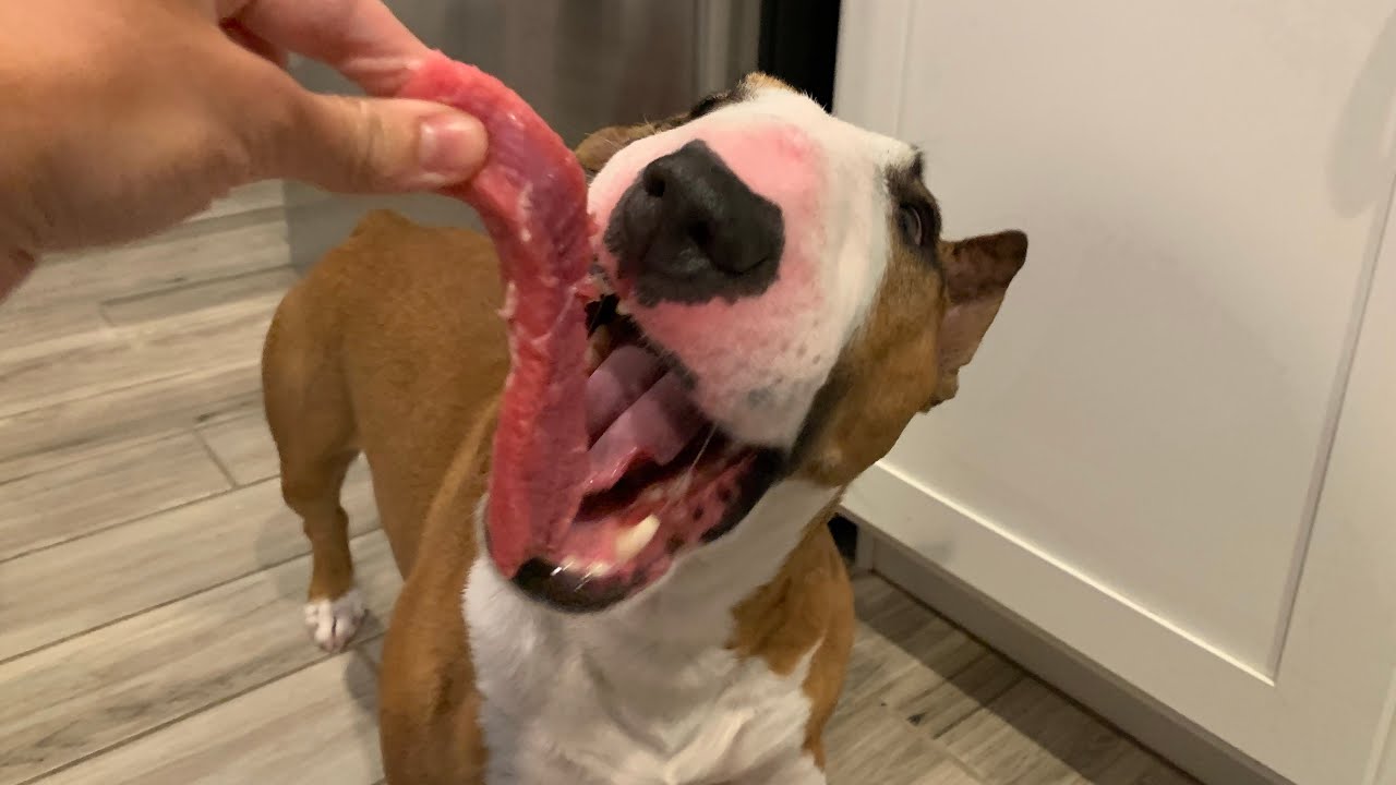 Bull Terrier gently eating meat .Бультерьер аккуратно кушает мясо ...