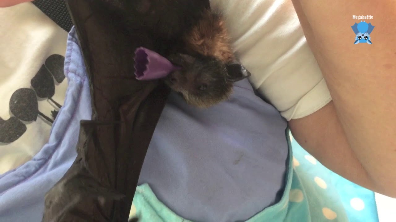 Baby flying-fox in care: Piccalilli 3 weeks old - YouTube