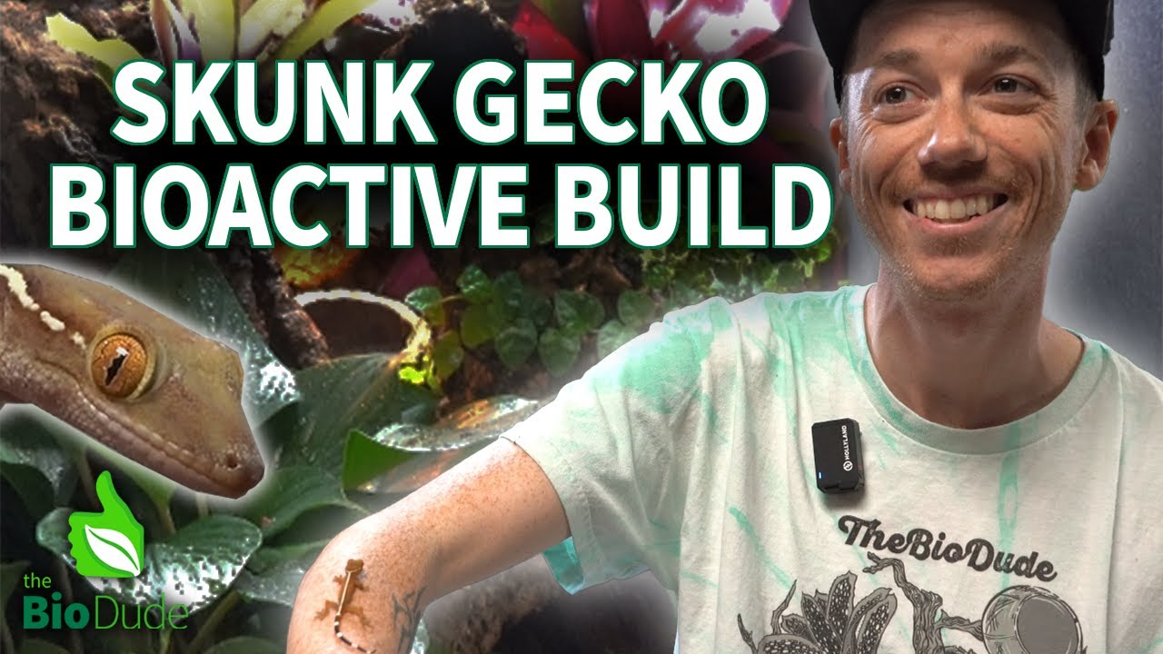 Building a Bioactive Tropical Arboreal Terrarium for Skunk Lined Geckos ...