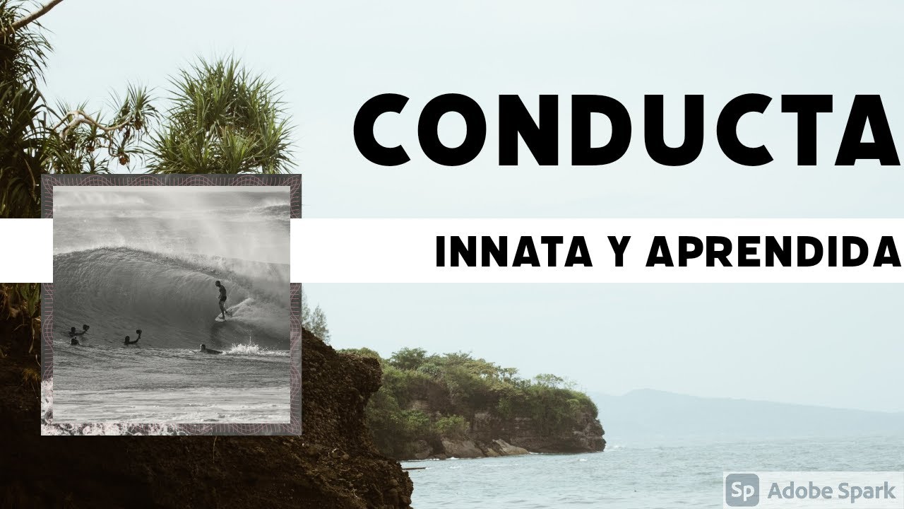 Conducta Innata y Conducta Aprendida - YouTube