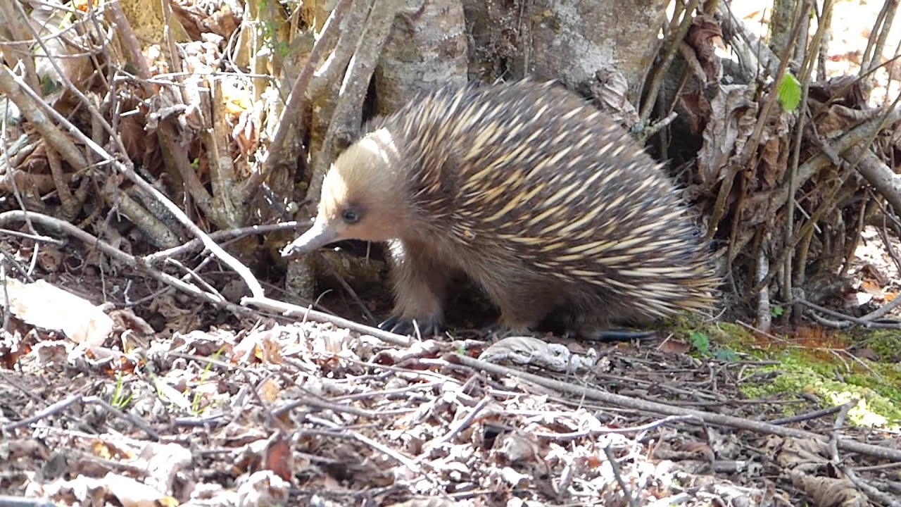 Echidna (spiny anteater) in Tasmania - YouTube