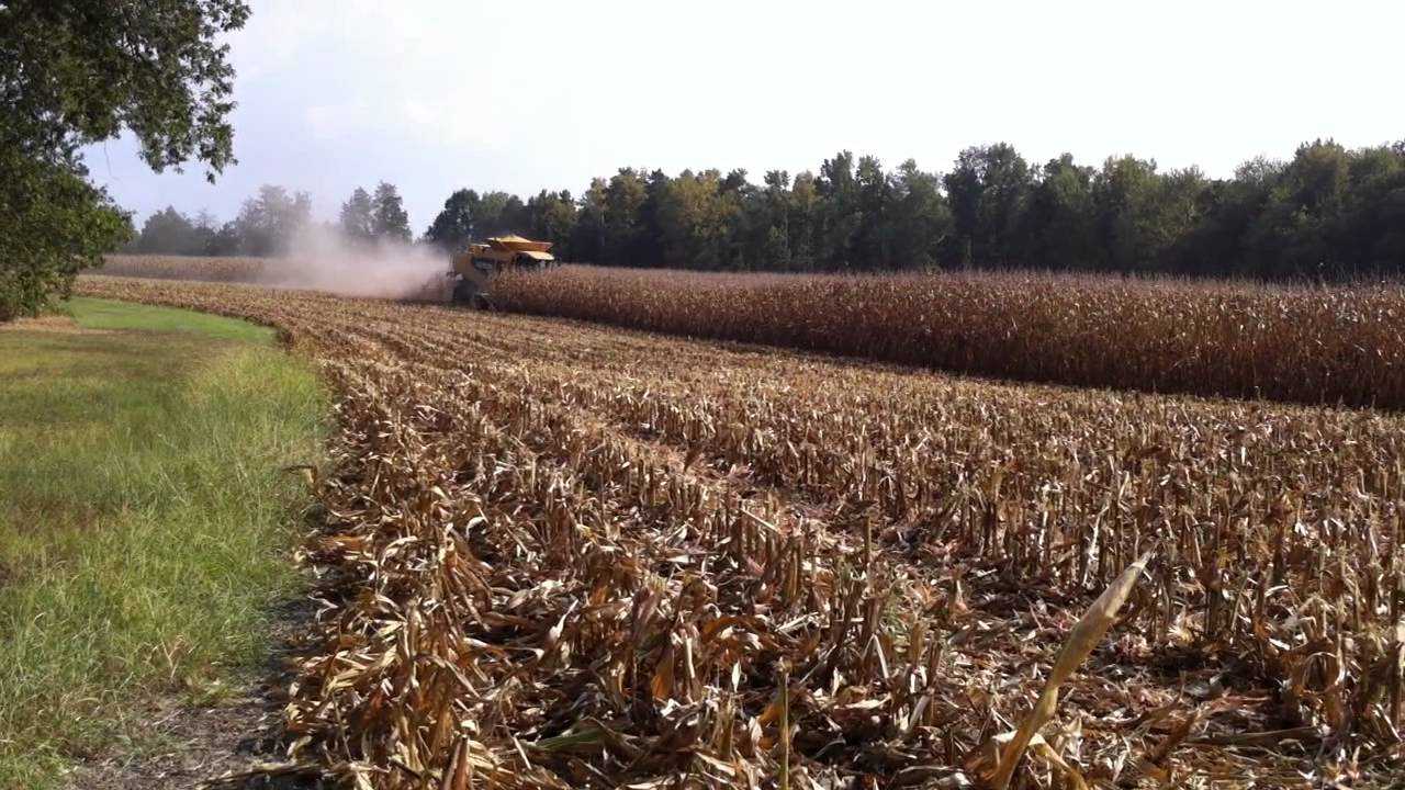 Lexion 575r shelling corn 1 - YouTube