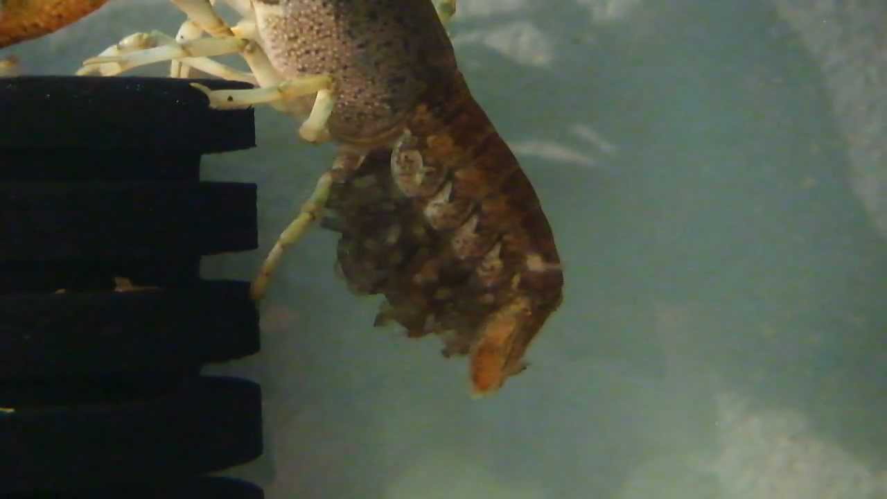 Crayfish Breeding - YouTube