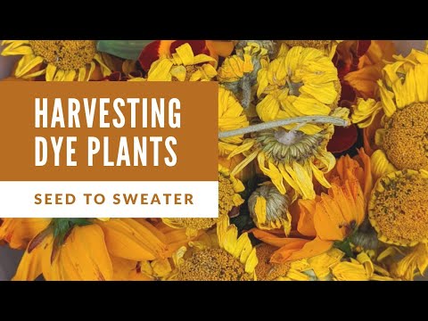 How To Harvest Dye Plants