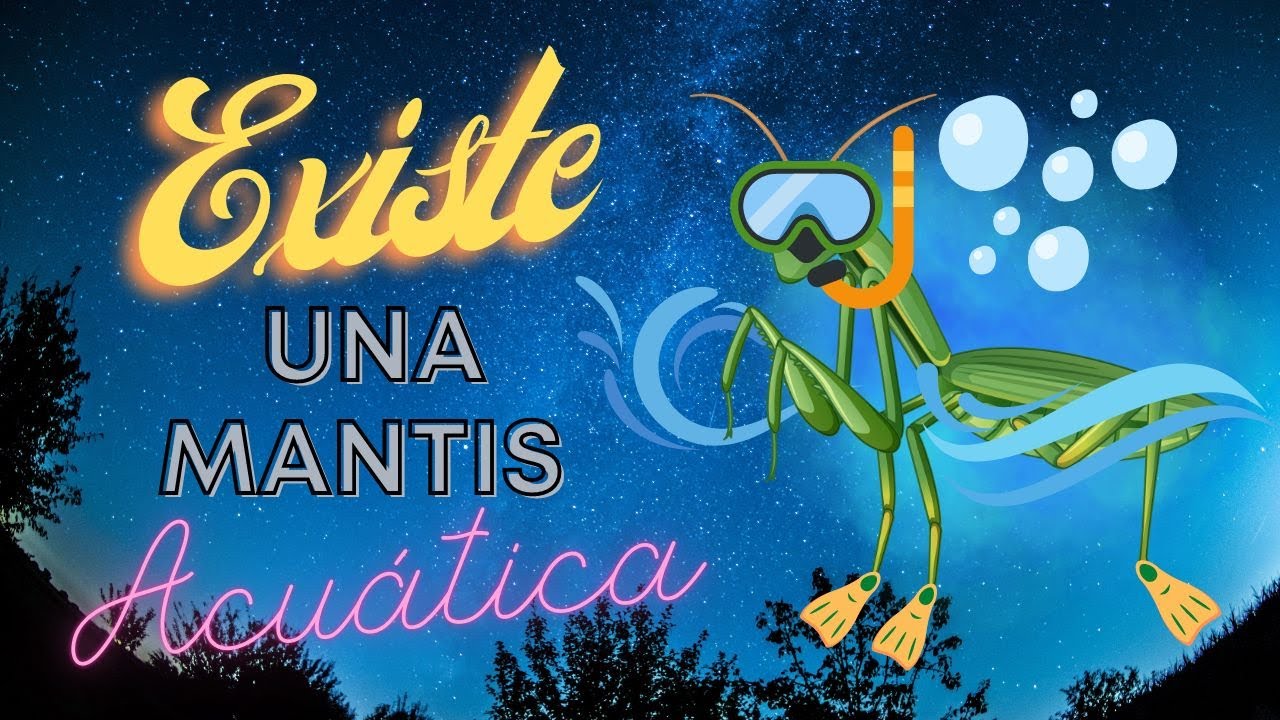 🤩La Asombrosa Mantis Acuática💦 - YouTube