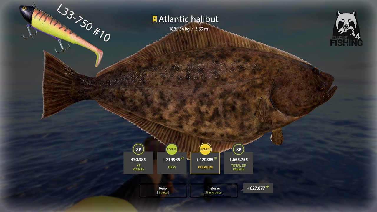 Norwegian Sea. Long action with heavy fish.Atlantic Halibut Trophy ...