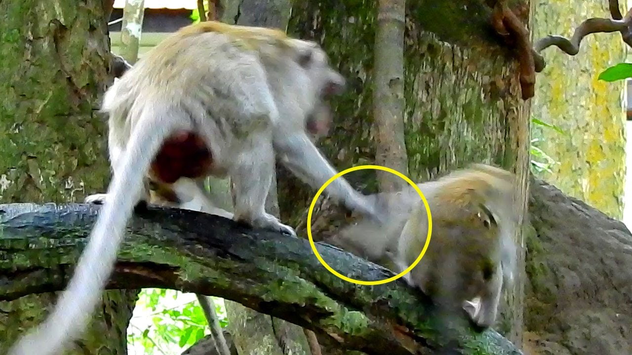 Unbelievable.. Jane Monkey Shake Body To Separate Jazzy Monkey While ...