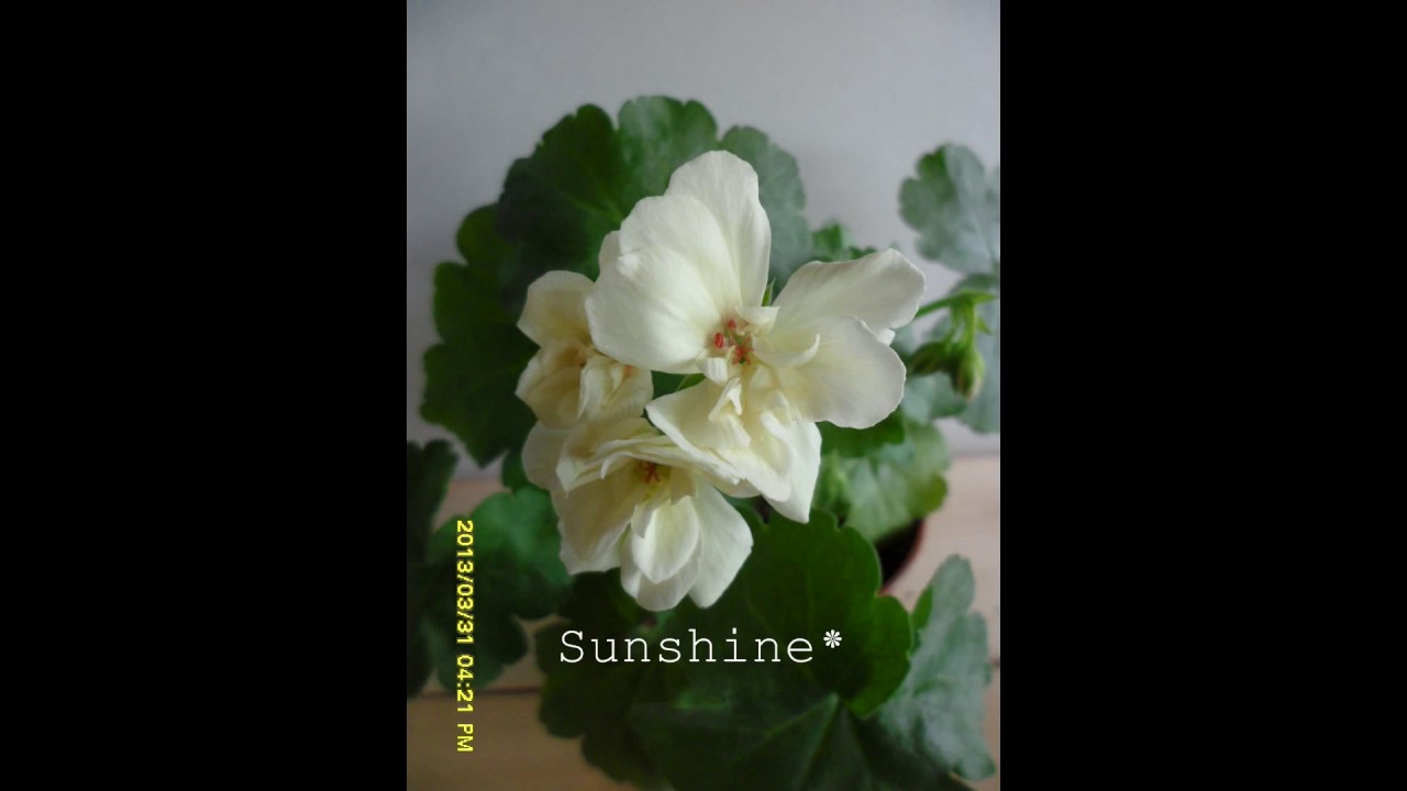 Pelargonium First Yellow Improved - YouTube