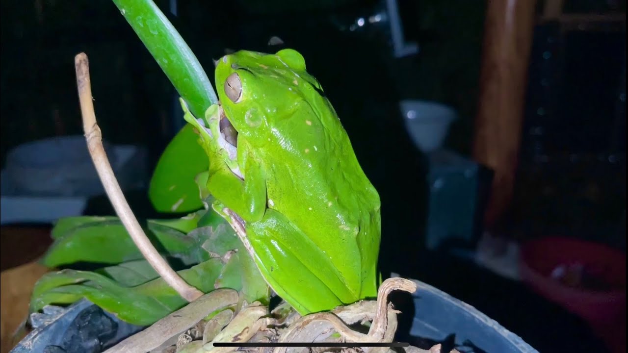 Cận cảnh ếch cây săn mồi vào ban đêm - YouTube