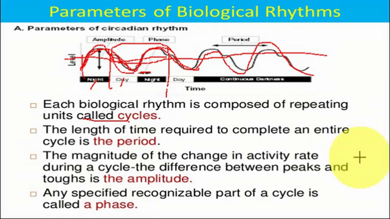Biological Rhythm (Endogenous Cycles) - YouTube
