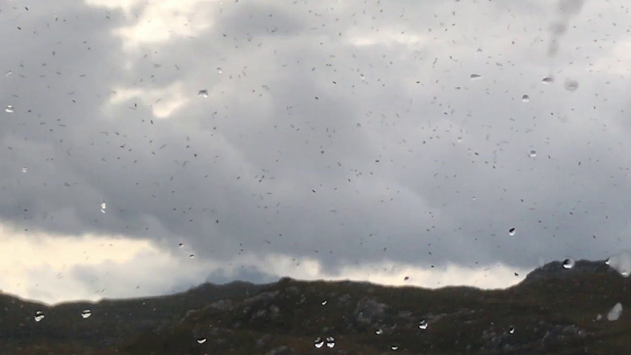 Midge Infestation - Scotland - YouTube