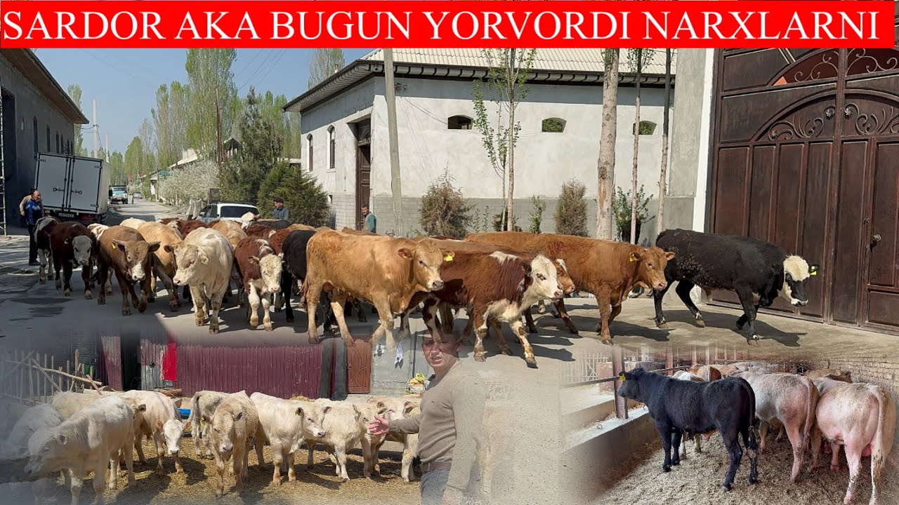 SARDOR AKA BUGUN YONDIRVORDI NARXLARNI BUQALARNI O’TA BAQUVVATLARI ...