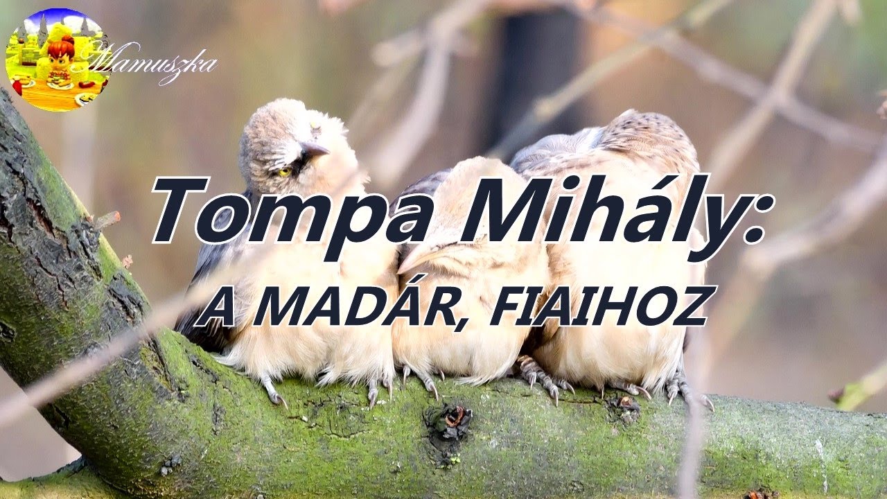 Tompa Mihály: A madár, fiaihoz - YouTube