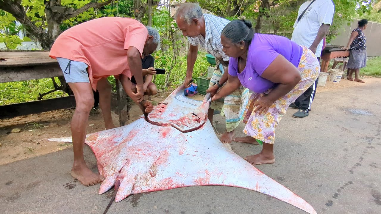 Woow Catch Giant Oceanic Manta Ray Fishing Adventure - Unbelievable ...