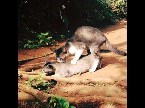 Kucing Kawin sampe mndesah mengerang meringgis 🤣