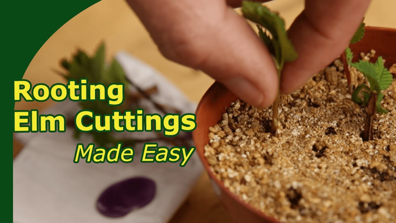 Rooting Chinese Elm Cuttings! || Propagation made easy - YouTube