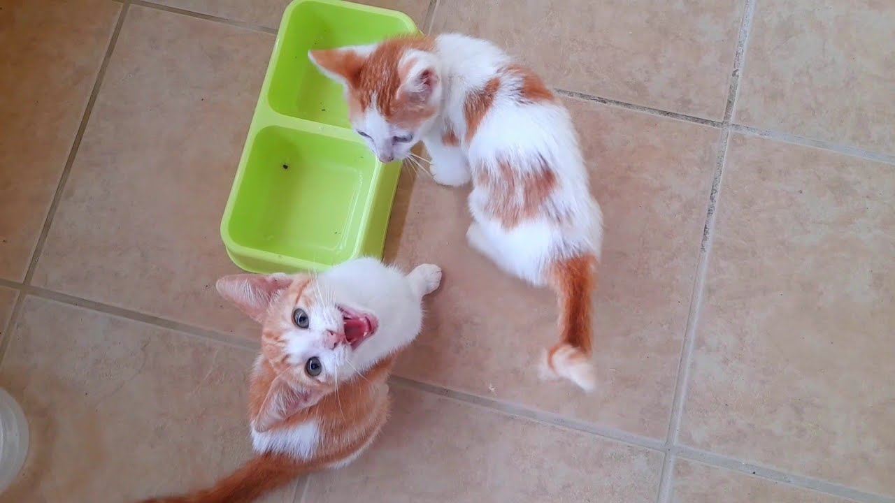 Kittens Caught Crying and Devouring Their Feast! - YouTube