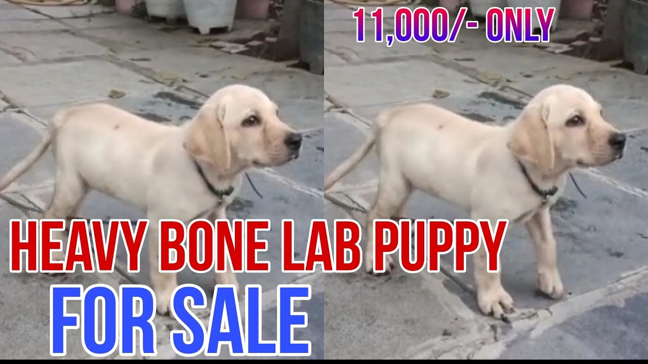 Heavy bone lab puppy for sale in Telugu/7702168432 9390790811 ...