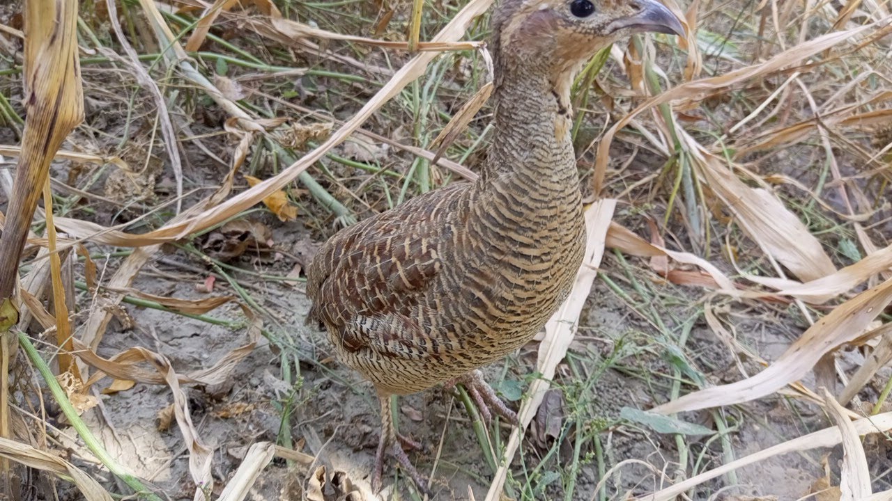 Dakhni teetar - Irani teetar - Sindhi teetar -Teetar Pk - YouTube