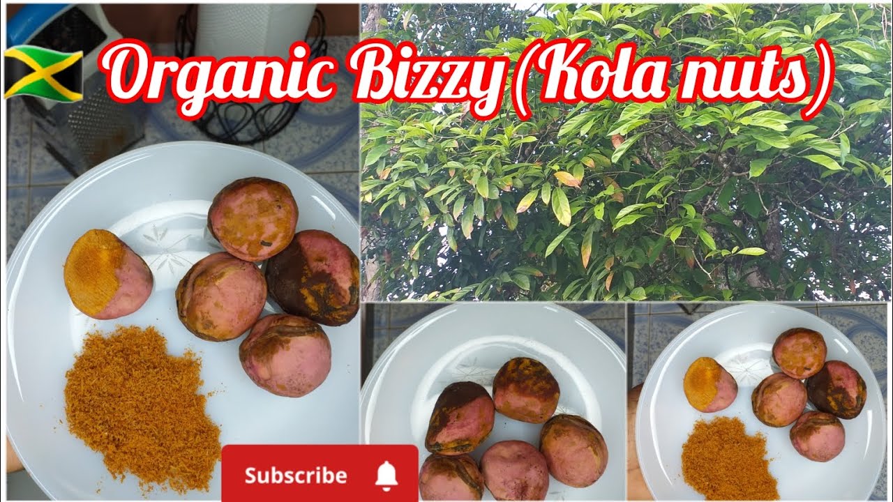 Organic jcans🇯🇲Bizzy ( Kola nuts) very good in many ways including any ...