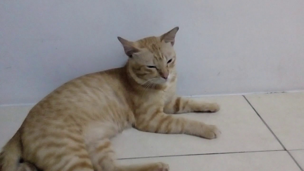 Kucing Comot Masuk Rumah Nak Tumpang Mandi - YouTube