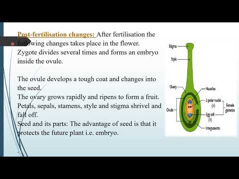 Pollination and fertilisation in plants, class -10, chapter-8, by kiran ...