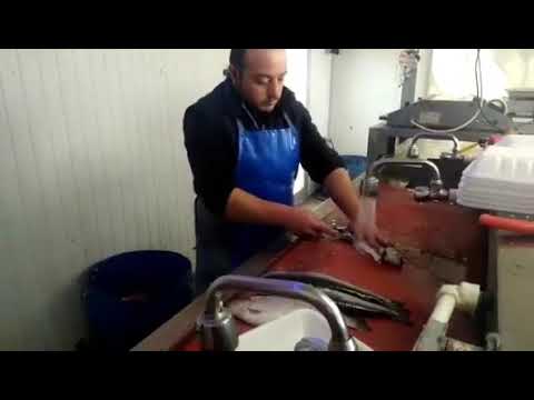 Ekonomik balıkçılık ALABALIK TEMİZLEME