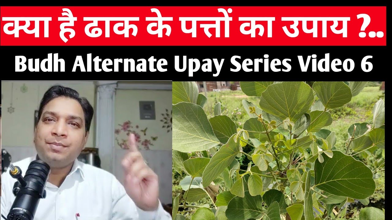 ढाक के पत्तों का उपाय कब और कैसे किया जाता है बुध के लिए | Best Remedy ...