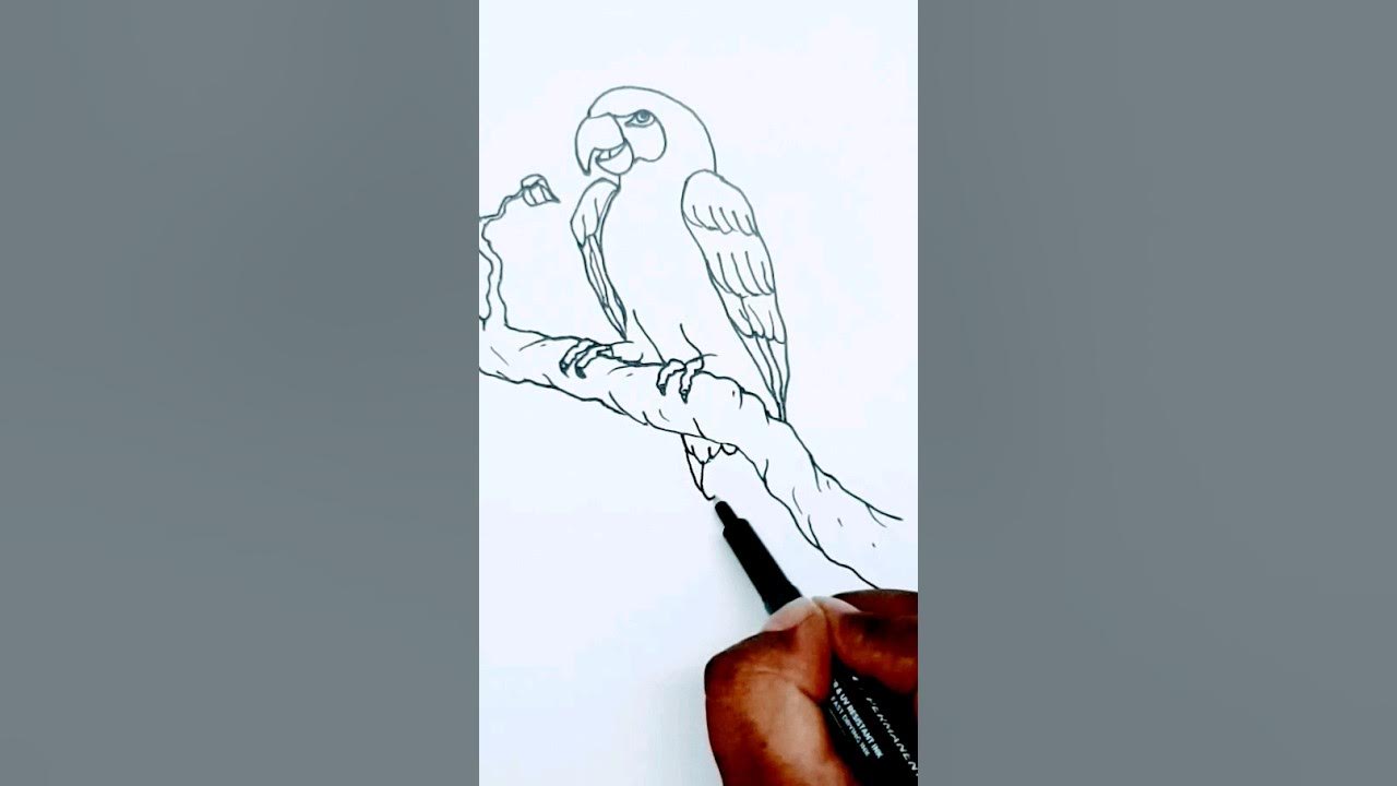 How to Draw a parrot I easy parrot drawing step by step I parrot ...