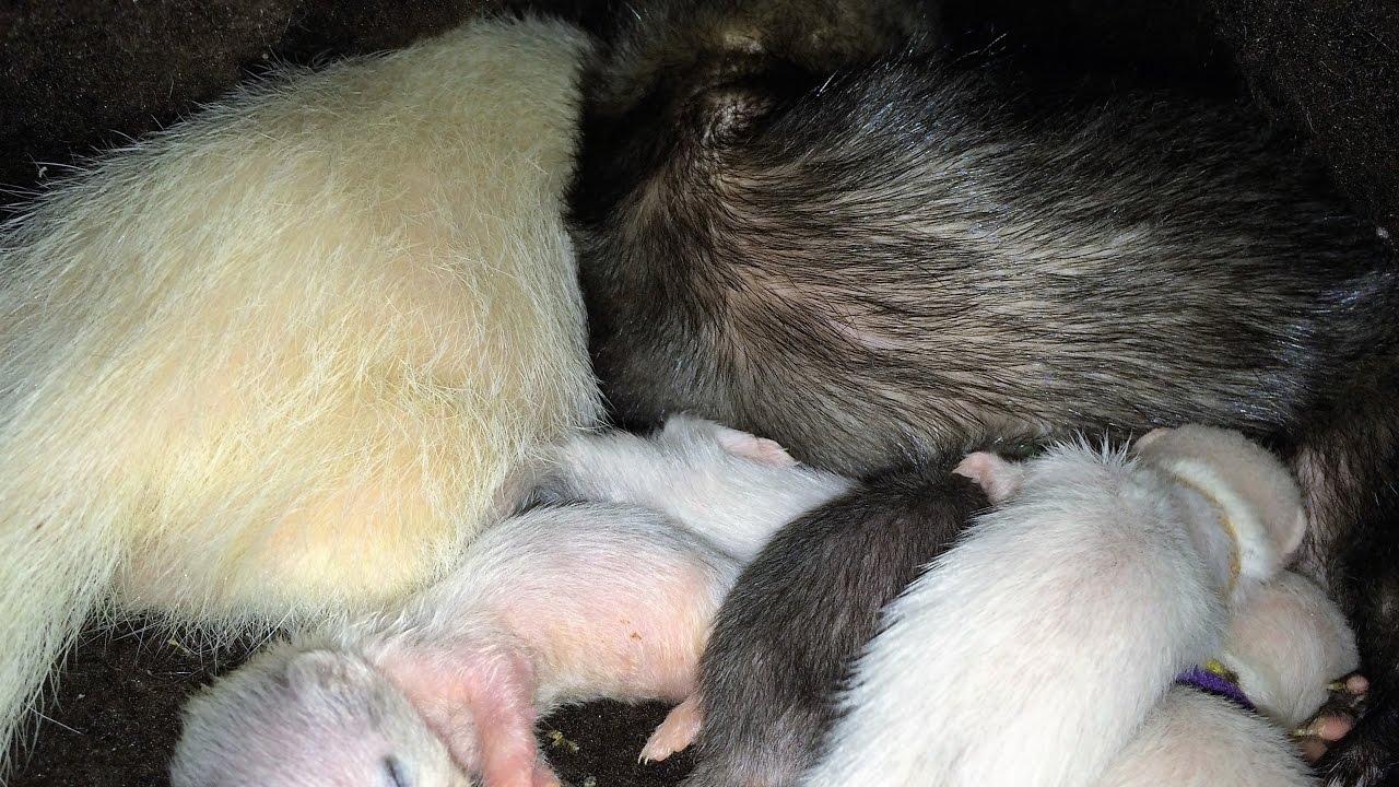 Mother ferret moving her kits - YouTube