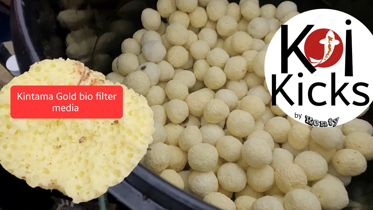 New Media Trickle Tower Kintama Gold Bio Balls Kockney Koi - YouTube