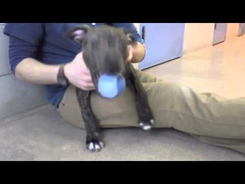 Denero, a 5-month-old male American Pit Bull mix available at the WIsconsin Humane Society