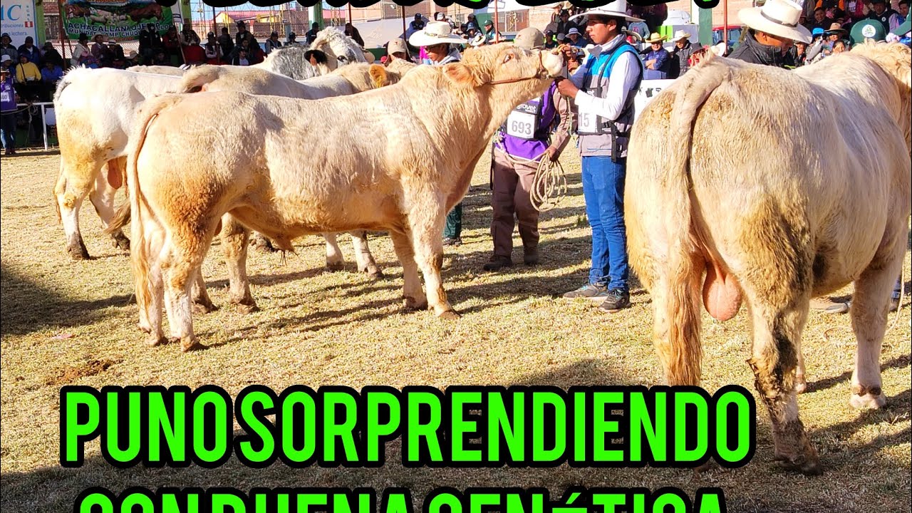 RAZAS HÍBRIDOS AZUL BELGA SIMMENTAL CHAROLAIS Y MÁS RAZAS VACUNAS Y ...