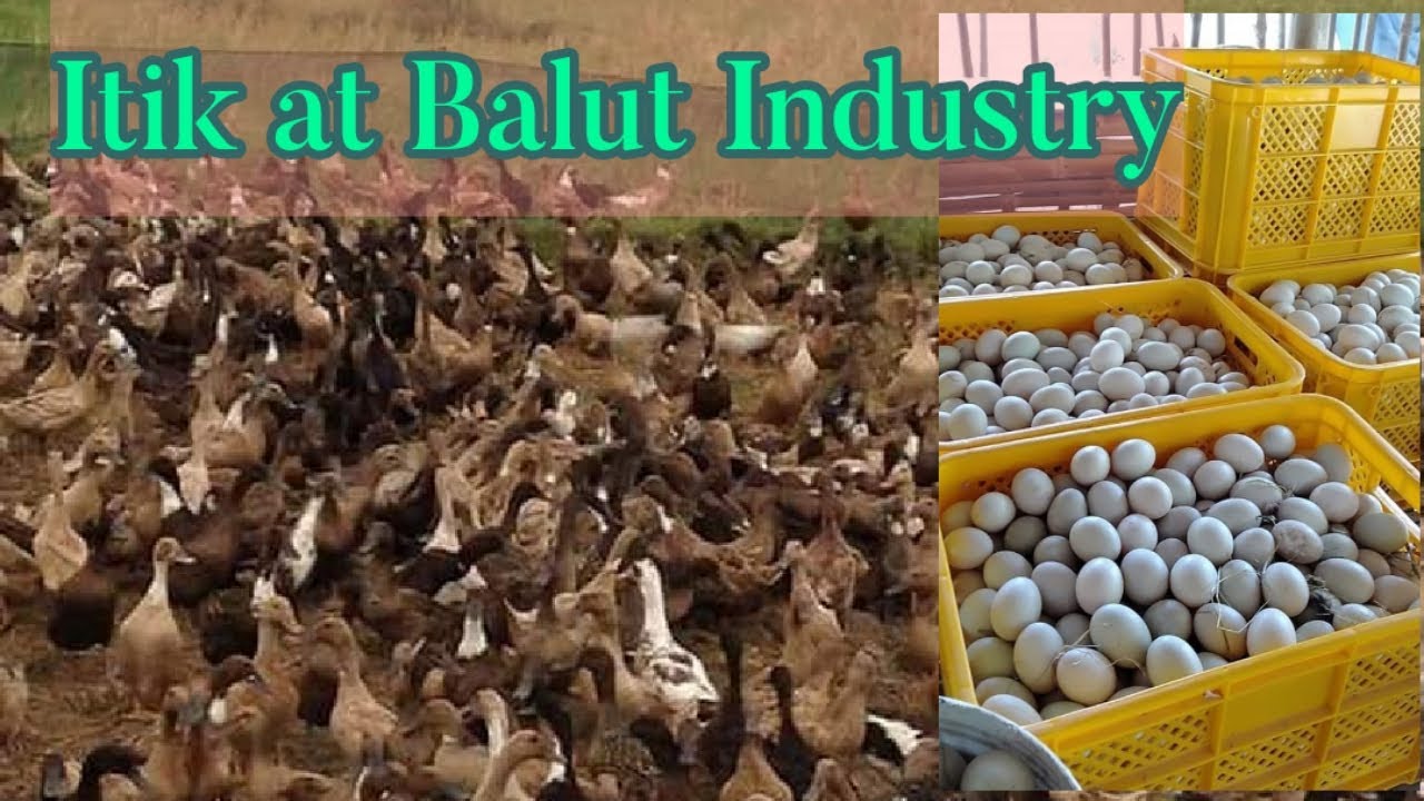 ITIK AT BALUT - PAANO NAGPAPAITLOG NG ITIK PARA GAWING BALUT AT PENOY# ...